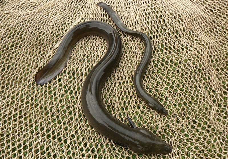 JEGULJA JE KRITIČNO UGROŽENA VRSTA Evo zašto ćemo popularni neretvanski ...