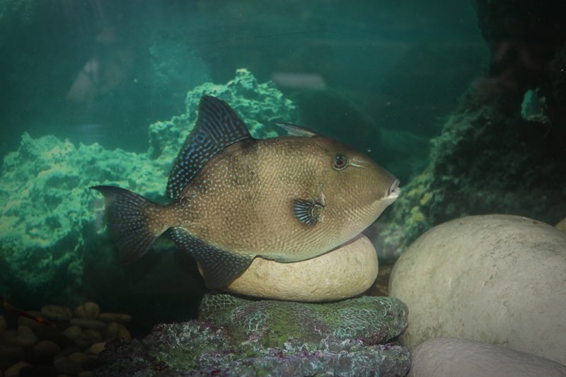 Otrovna riba Nikole Miletića: Svi mogu doći vidjeti mog tropskog ...