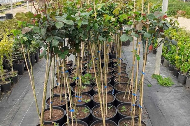 EVO KAKO NARUČITI Vrtlar nudi sadnice cvijeća, povrća, agruma ...