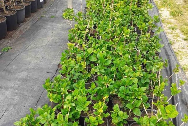 EVO KAKO NARUČITI Vrtlar nudi sadnice cvijeća, povrća, agruma ...